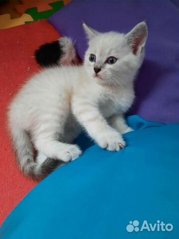 Котёнок девочка