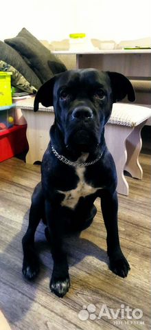 Щенки кане-корсо и питбуля