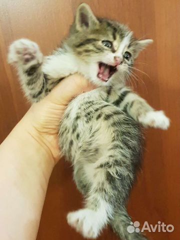 Котенок девочка бенгальская метиска 1;5мес