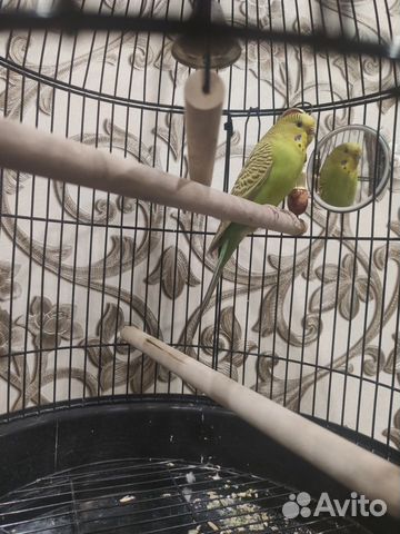 Волнистый попугай самка