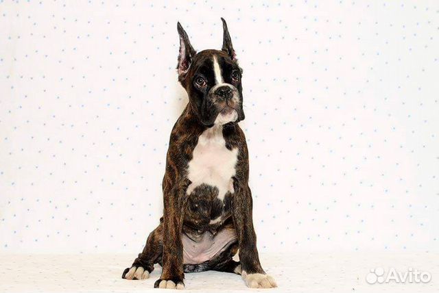 Щенок настоящего боксера