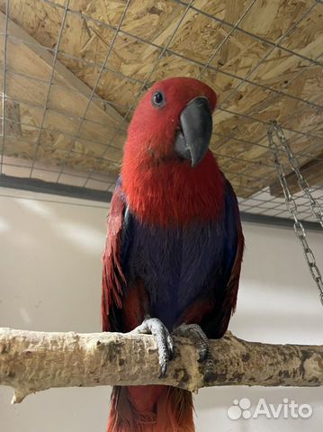 Попугай эклектус