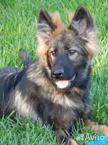 Красавцы два брата 7,5 месяцев