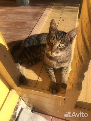 Волшебный котик