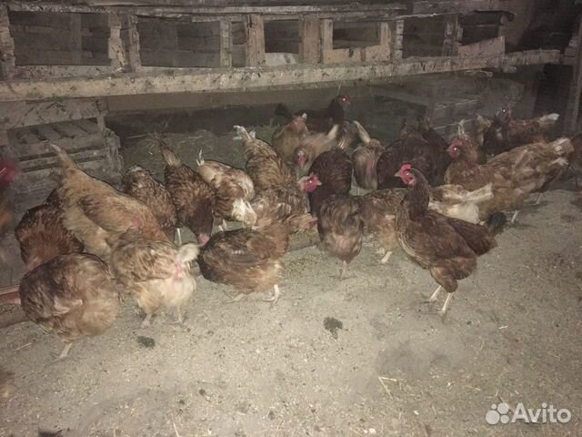 Куры несушки