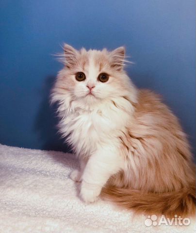 Шотландская прямоухая кошечка кремовая