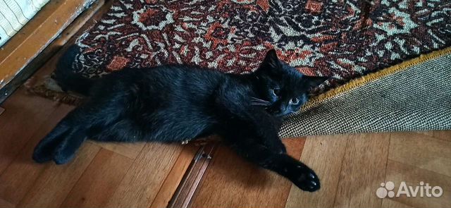 Котята бесплатно