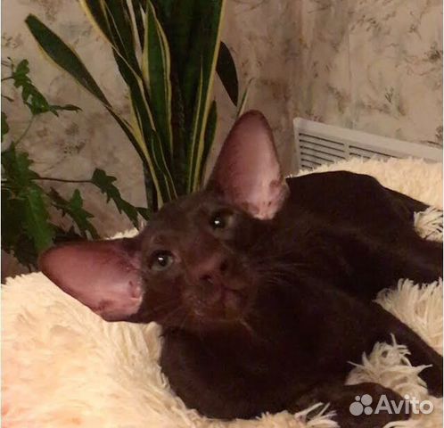 Ориентальный шоколадик