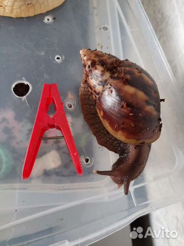 Улитки Ахатина