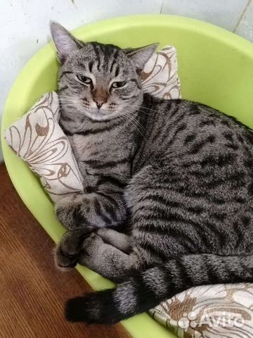 Барс отдам в добрые руки. Доставка