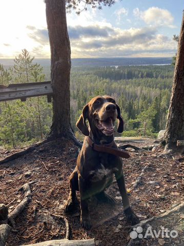 Кобель на вязку