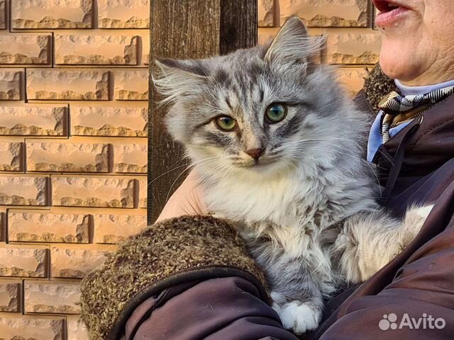 Котята 4-6 месяцев бесплатно