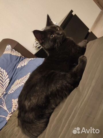 Кот в добрые руки