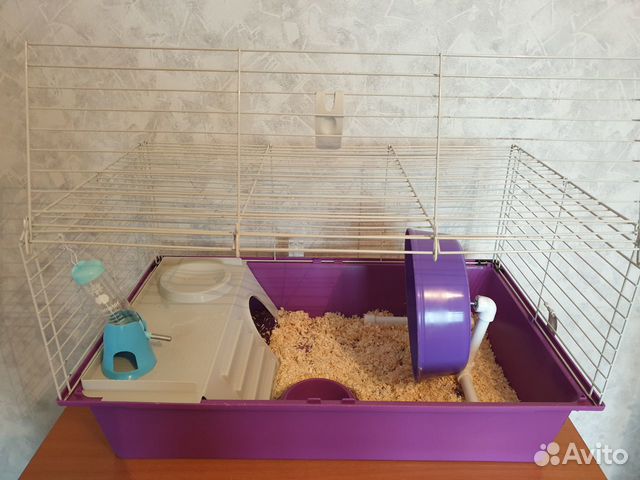 Африканский карликов еж с клеткой