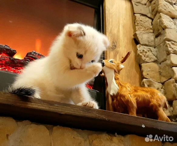 Шотландский вислоухий котенок