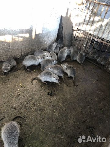 Продаются нутрии