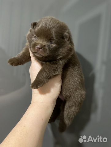 Шпиц малый горький шоколад