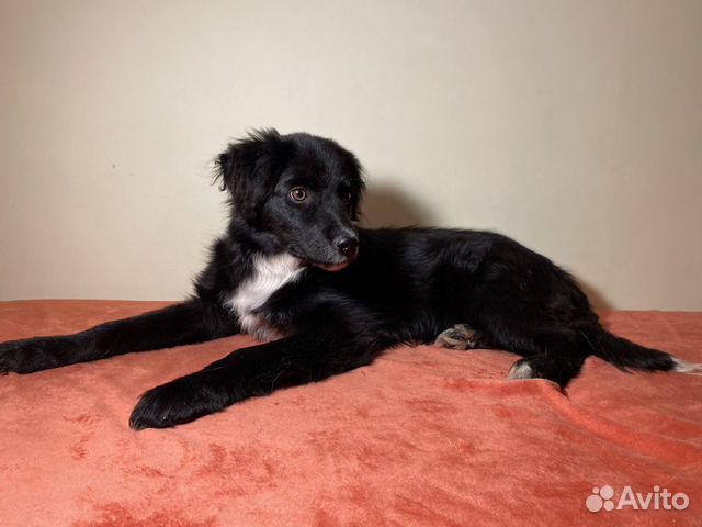 Щенок в добрые руки