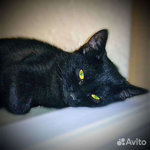 Черный котёнок джайя ищет