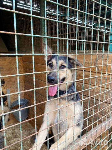 Бедная Черничка грустит в клетке