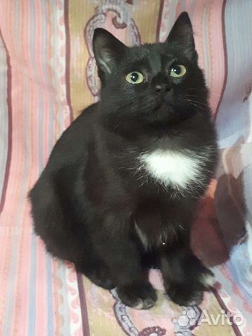 Багира отдам в добрые руки. Доставка