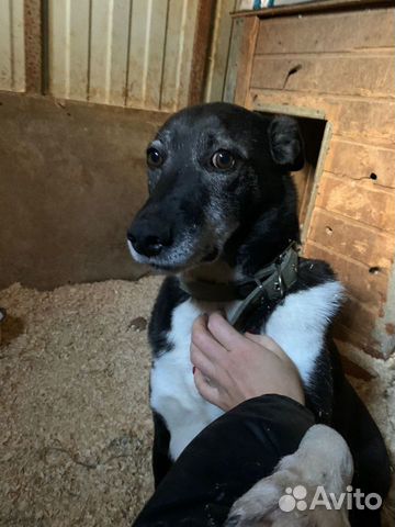 Маленькая собака ждёт маму в приюте