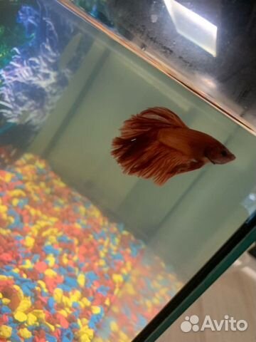 Рыбка Халфмун Петушок