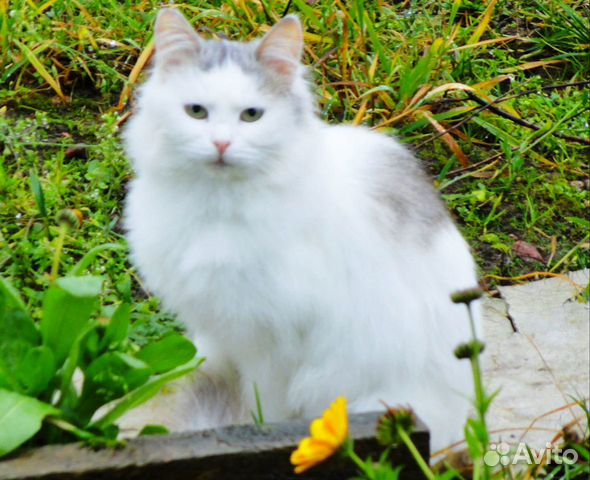Кошечка Сибирь или Симбка