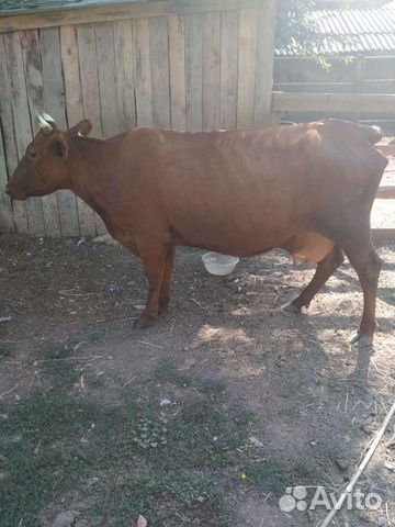 Корова дойная