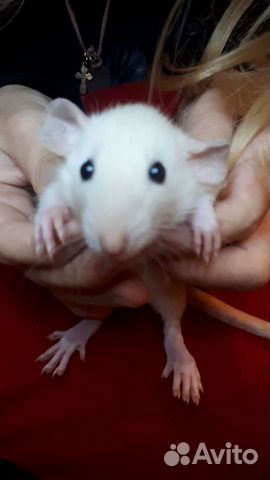 Крыса Дамбо бело с оттенком пепельного