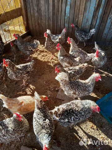 Куры несушки