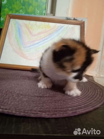 Кошечки приносят счастье
