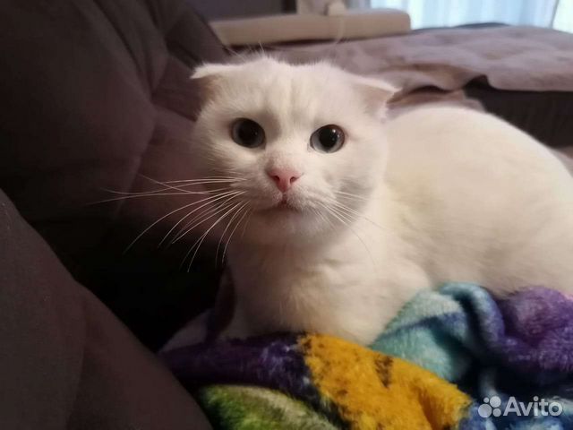 Кошка белая породы британская вислоухая