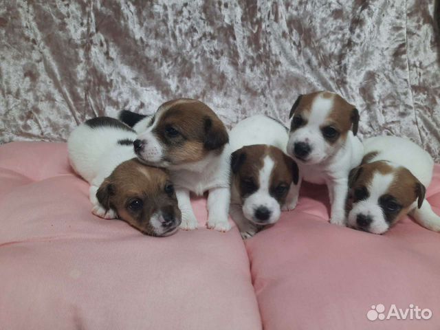 Щенки джек Рассел терьер