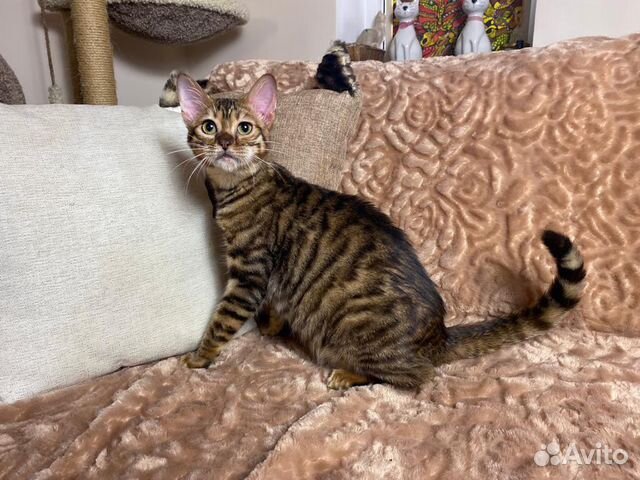 Тойгер - игрушечные тигрята