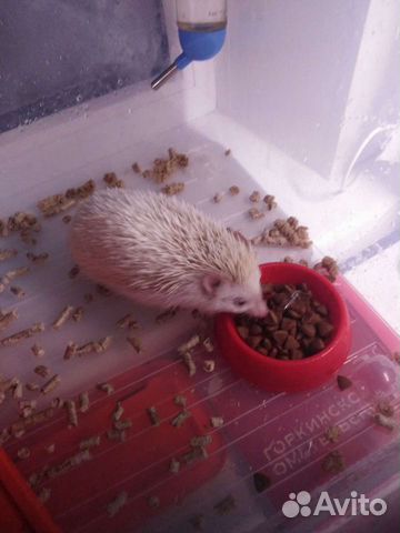 Карликовый африканский ежик