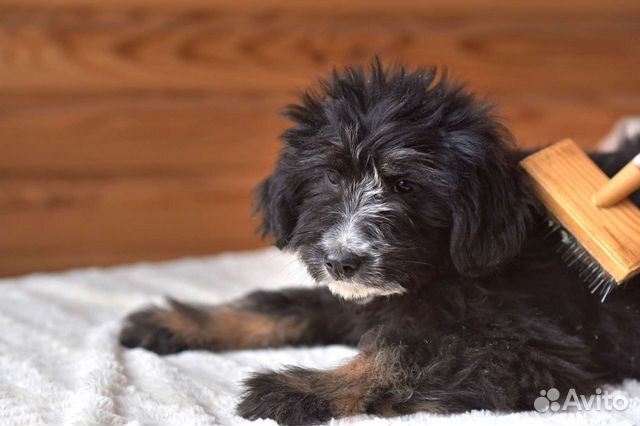 Щенки неземной красоты в добрые руки