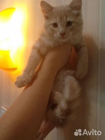 Рыжее счастье