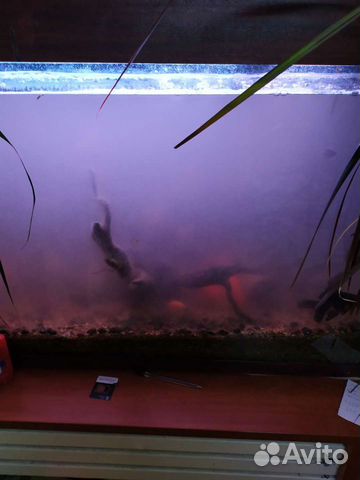 Аквариумистика