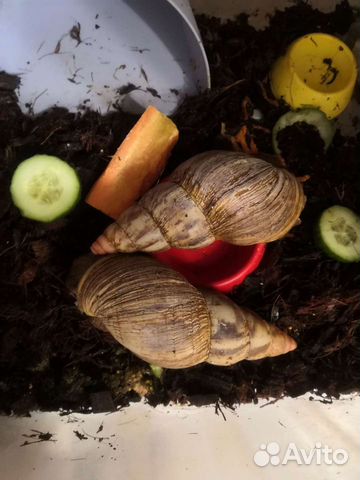 Улитки ахатины бесплатно