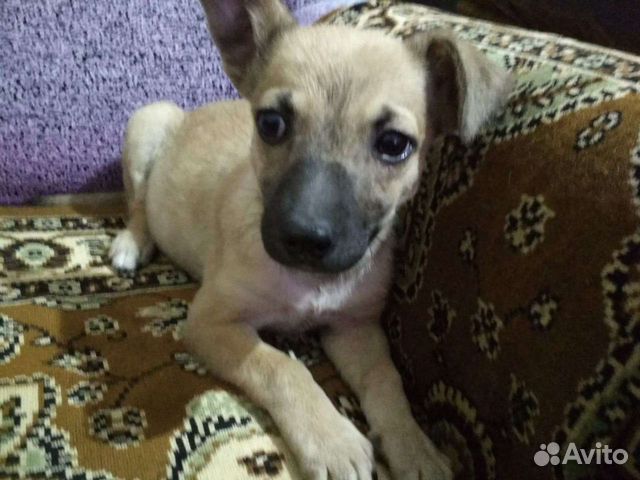 Щенок мелкий мальчик 3 месяца