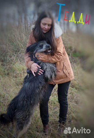 Молодой пушистый пес из приюта