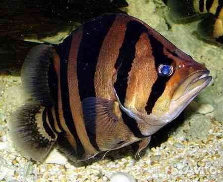 Тигровый окунь