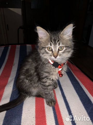 Котенок Емеля мальчик