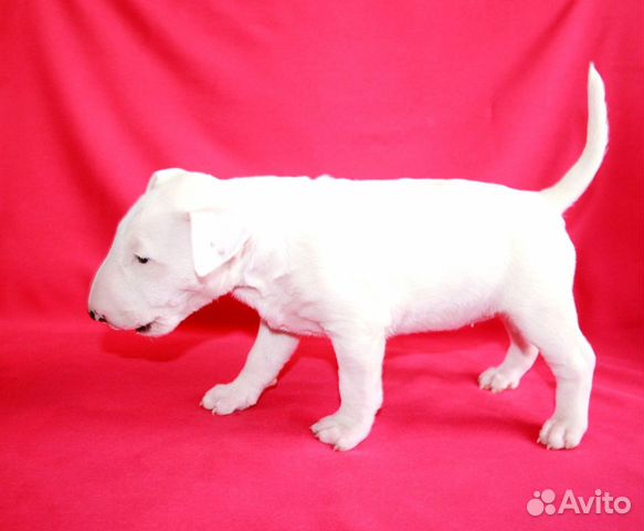 Щенок бультерьера стандартного