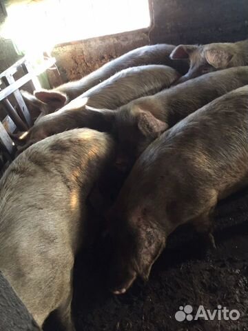 Свиноматки