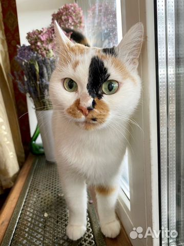 Трехцветная кошка Эмилия