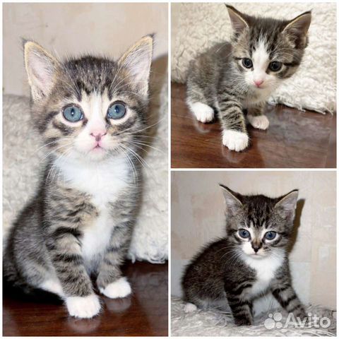 Котенок, котята с белыми носочками в дар
