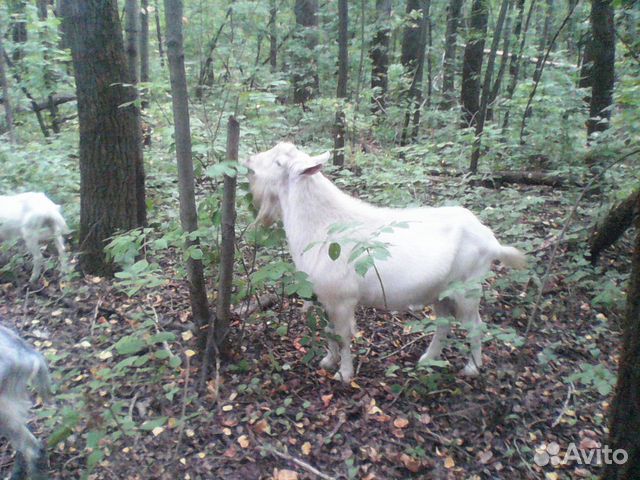 Козел зааненский