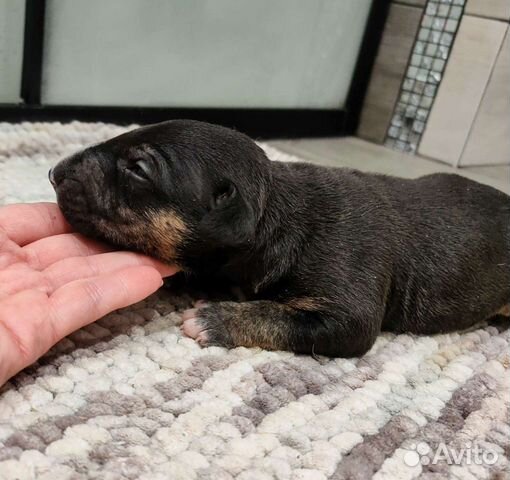 Миниатюрный бультерьер